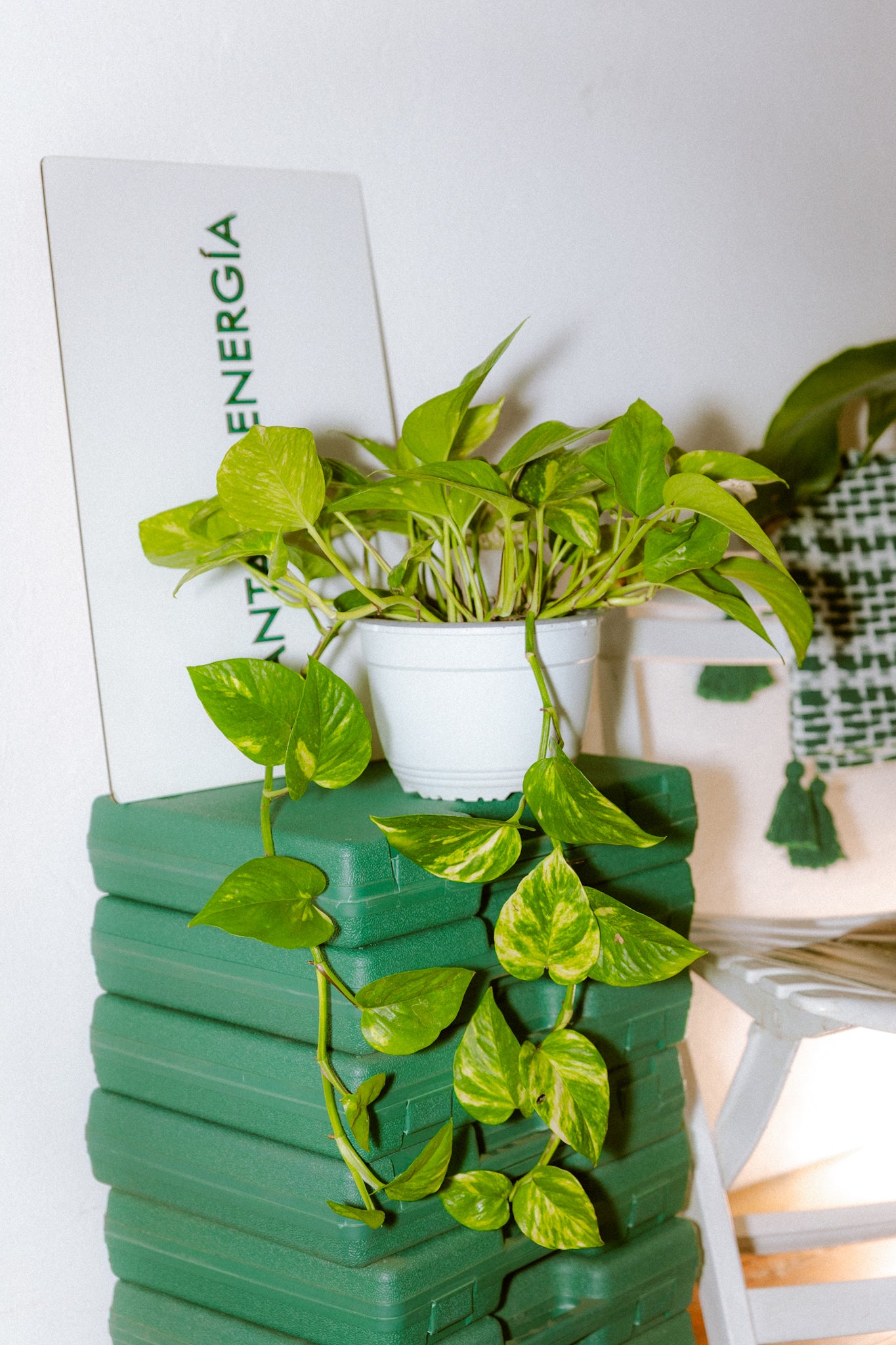 Pothus Scindapsus XL