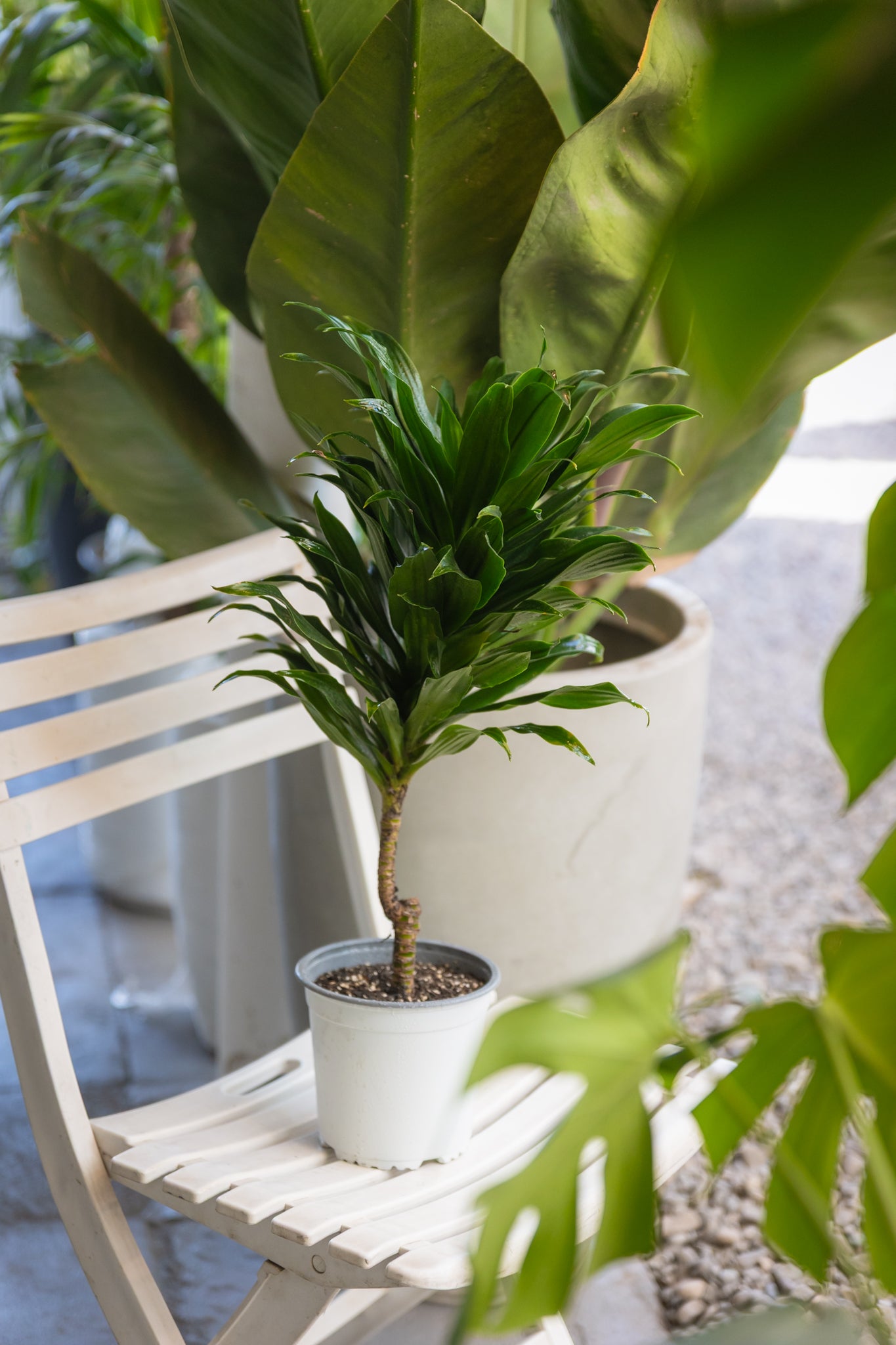 Dracena Compacta Janet Craig