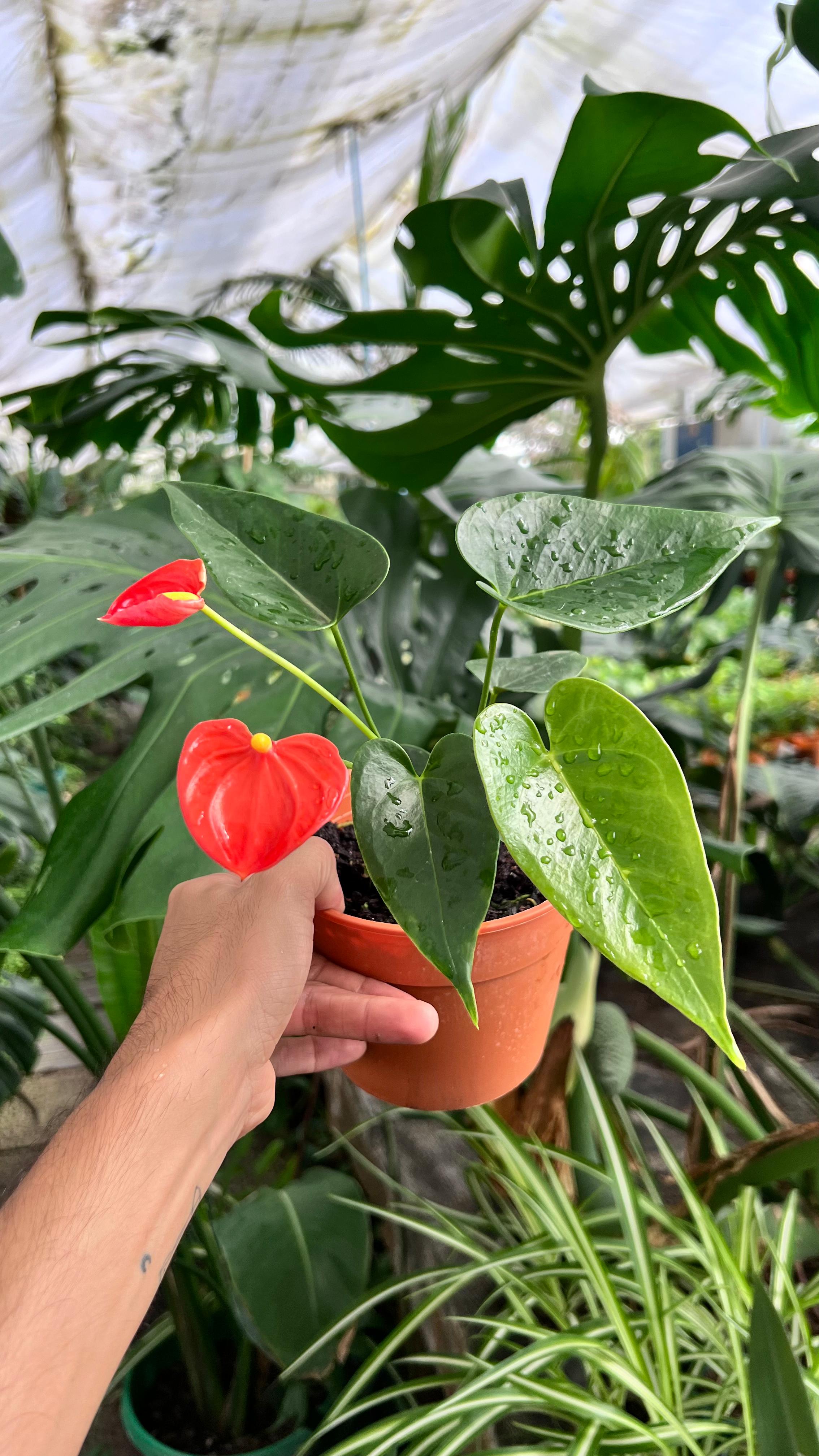 Anturio (Anthurium andraeanum)