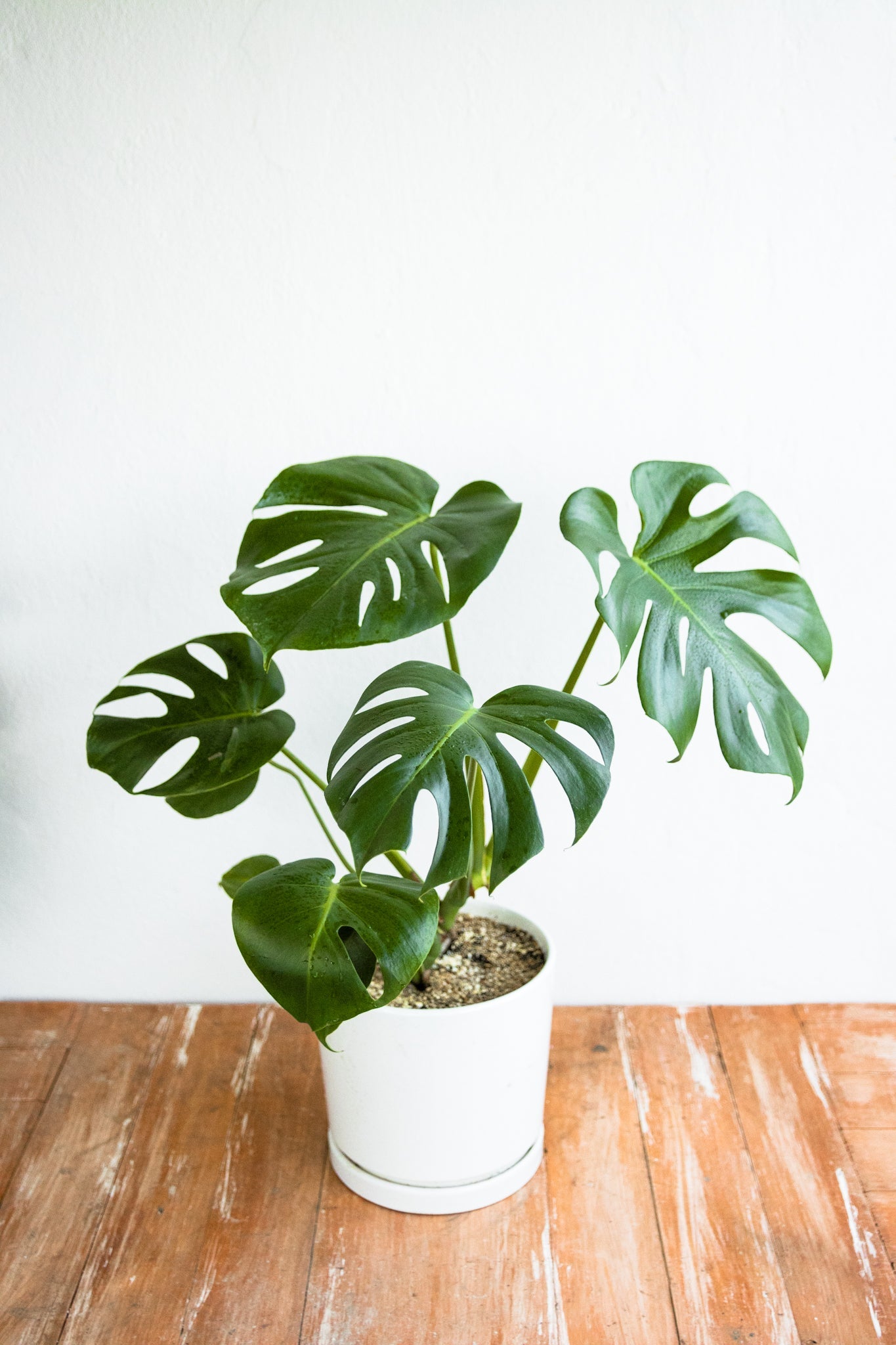 Monstera Deliciosa - Recomendaciones, Cuidados, Beneficios, Comprar. Monstera Deliciosa - Recomendaciones, Cuidados, Beneficios, Comprar.