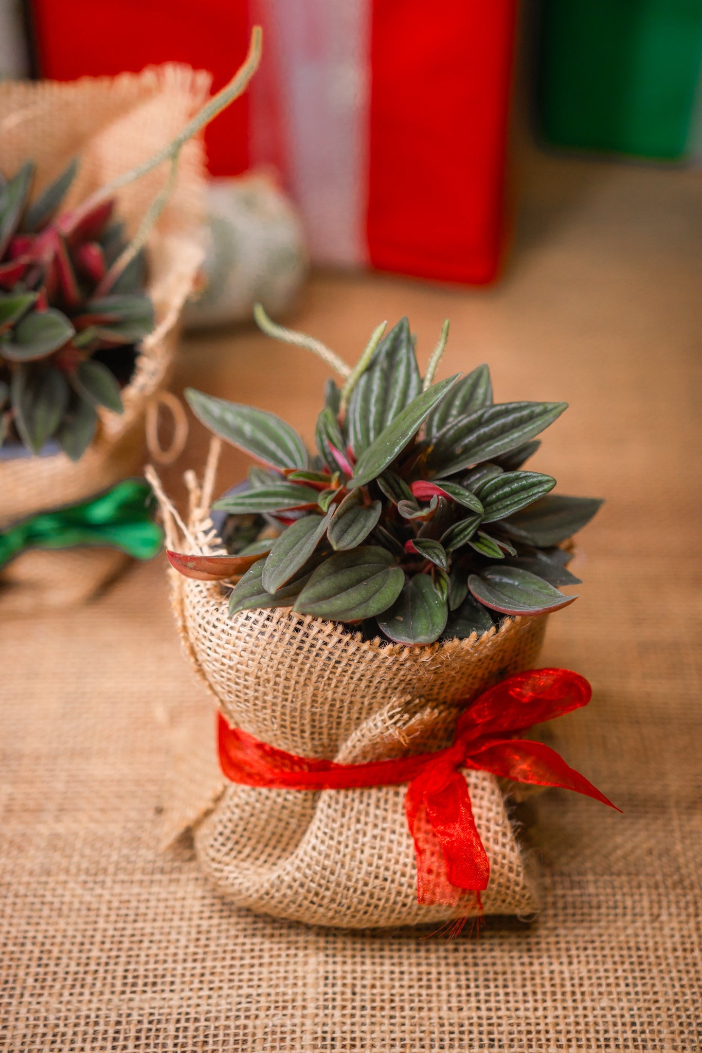 Peperomia Napoli Rosso