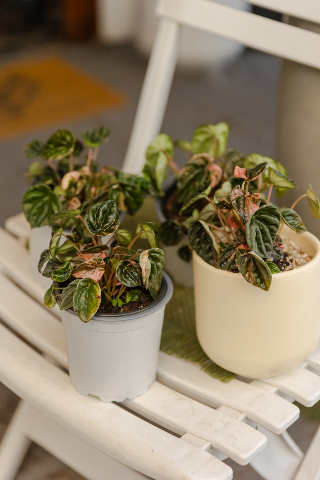 Peperomia Pink Lady | Planta rosada compacta | Kenaz Chile