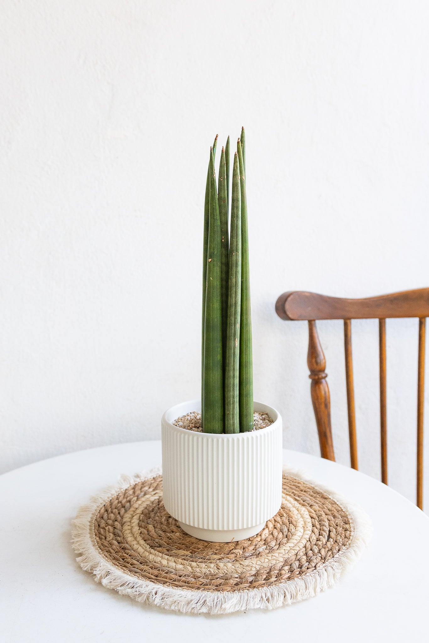 Sansevieria Cilíndrica