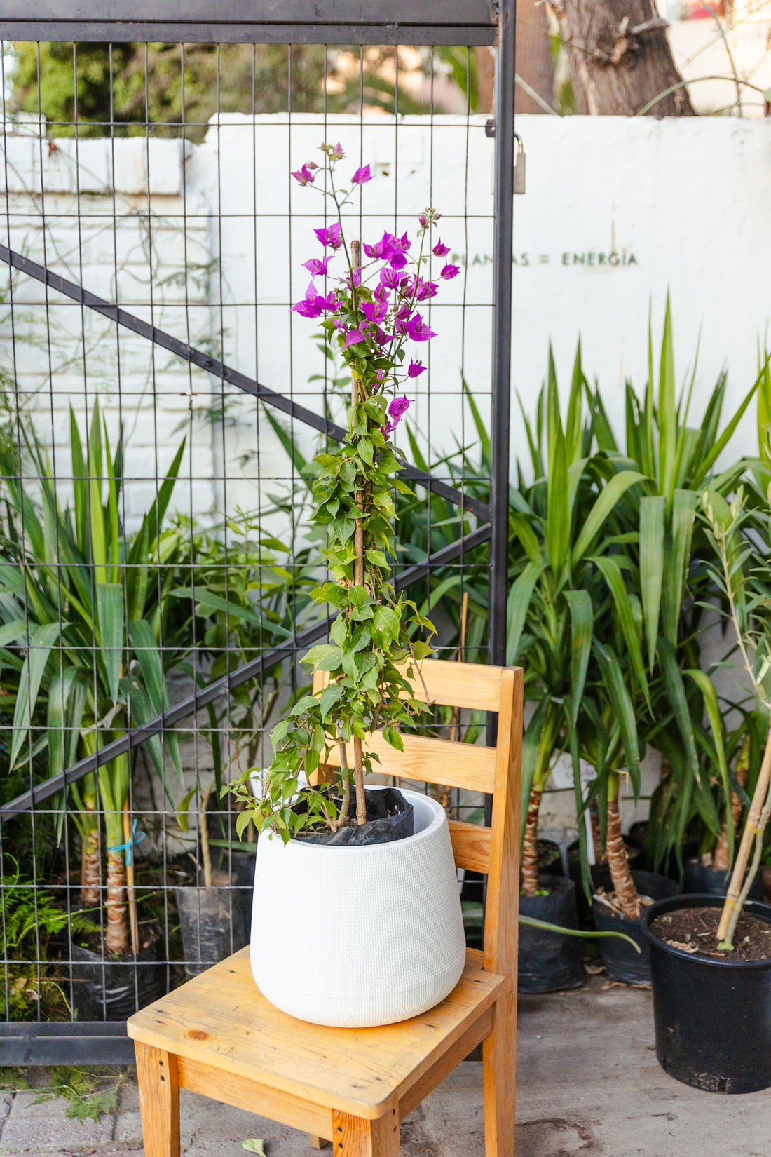 Bugambilia Fucsia · Planta con flor exterior | Comprar | Kenaz Chile