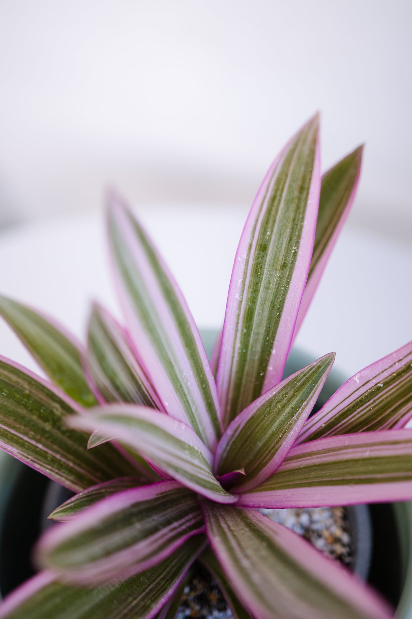 Tradescantia Spathacea ( Maguey Morado )
