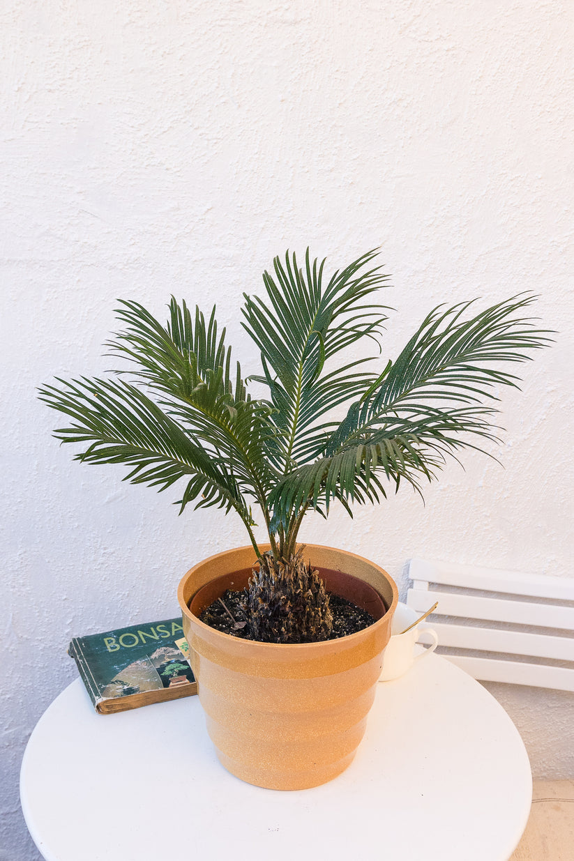 Palmera Cyca Revoluta