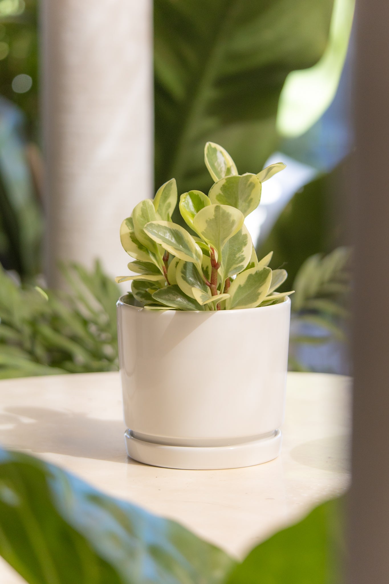 Macetero Cerámica Minimal White