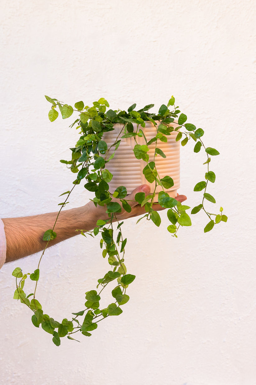 Ficus Repens | Trepadora de hojas pequeñas | Comprar | Kenaz