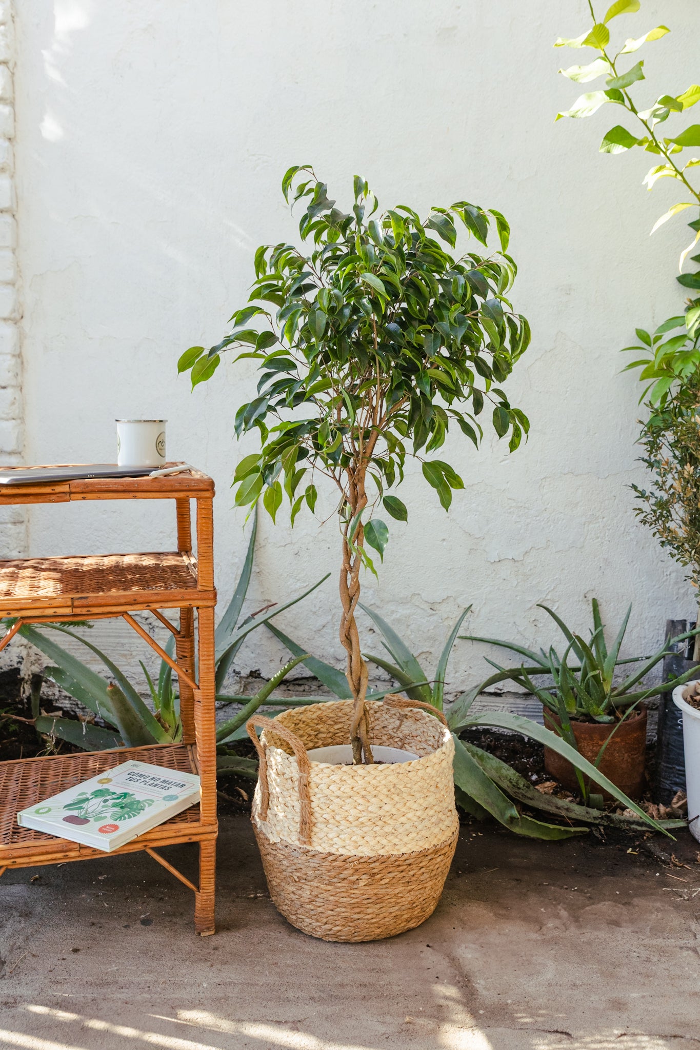 Ficus Trenzado | Árbol de interior decorativo | Comprar | Kenaz
