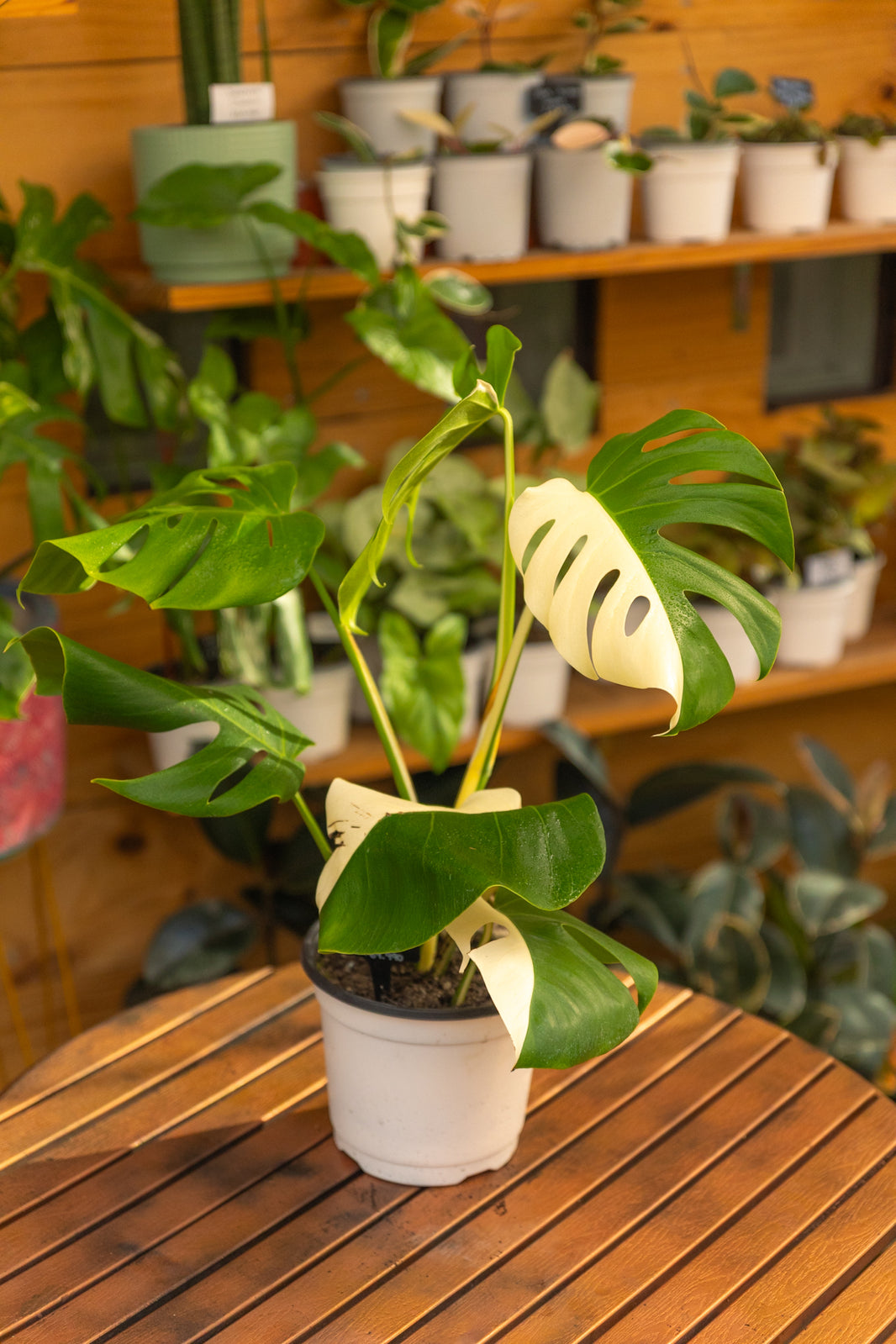 Monstera Variegada | Planta de colección exclusiva | Comprar | Kenaz