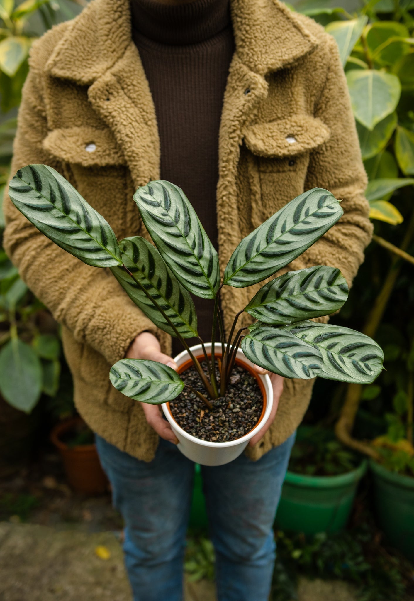 Calathea Setosa