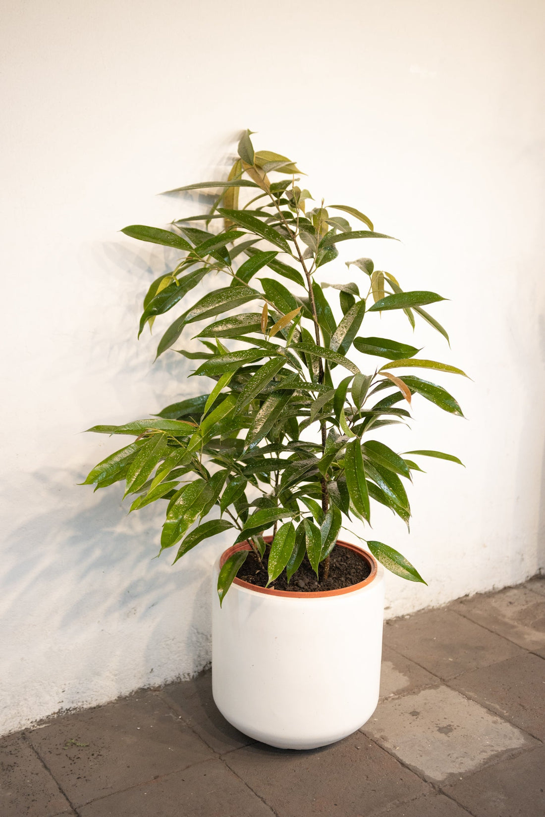 Ficus Alli