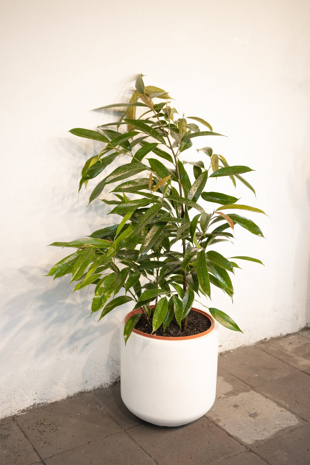 Ficus Alli