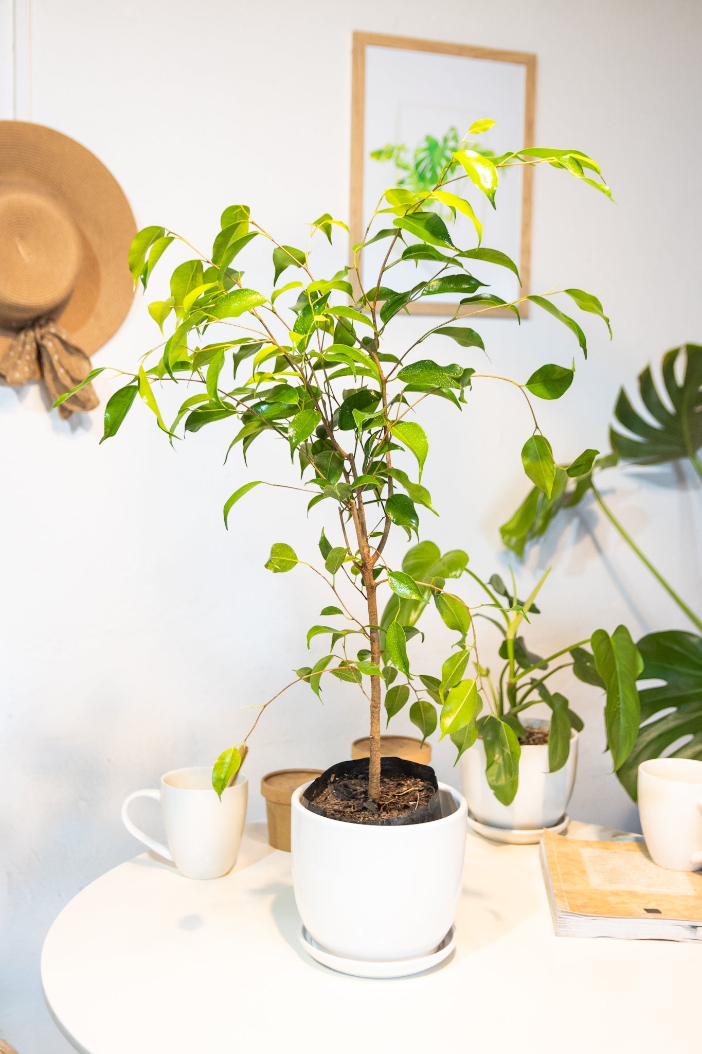 Ficus Benjamina