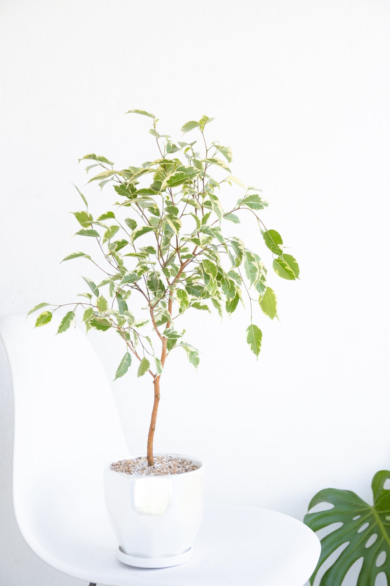 Ficus Hawái M - Recomendaciones, Cuidados, Beneficios, Comprar.