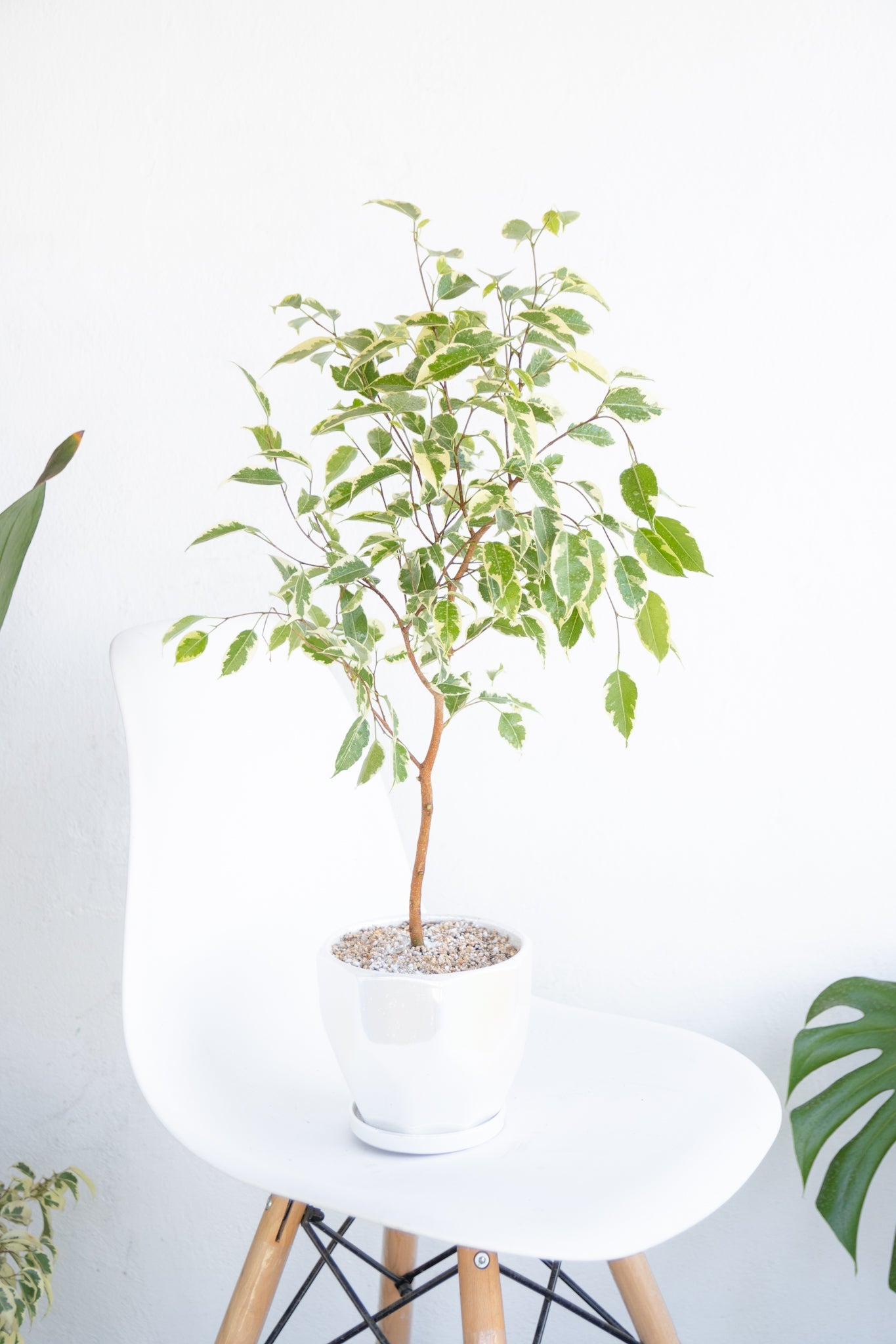 Tipos De Ficus De Interior FICUS PANDURATA – LYRATA My Garden