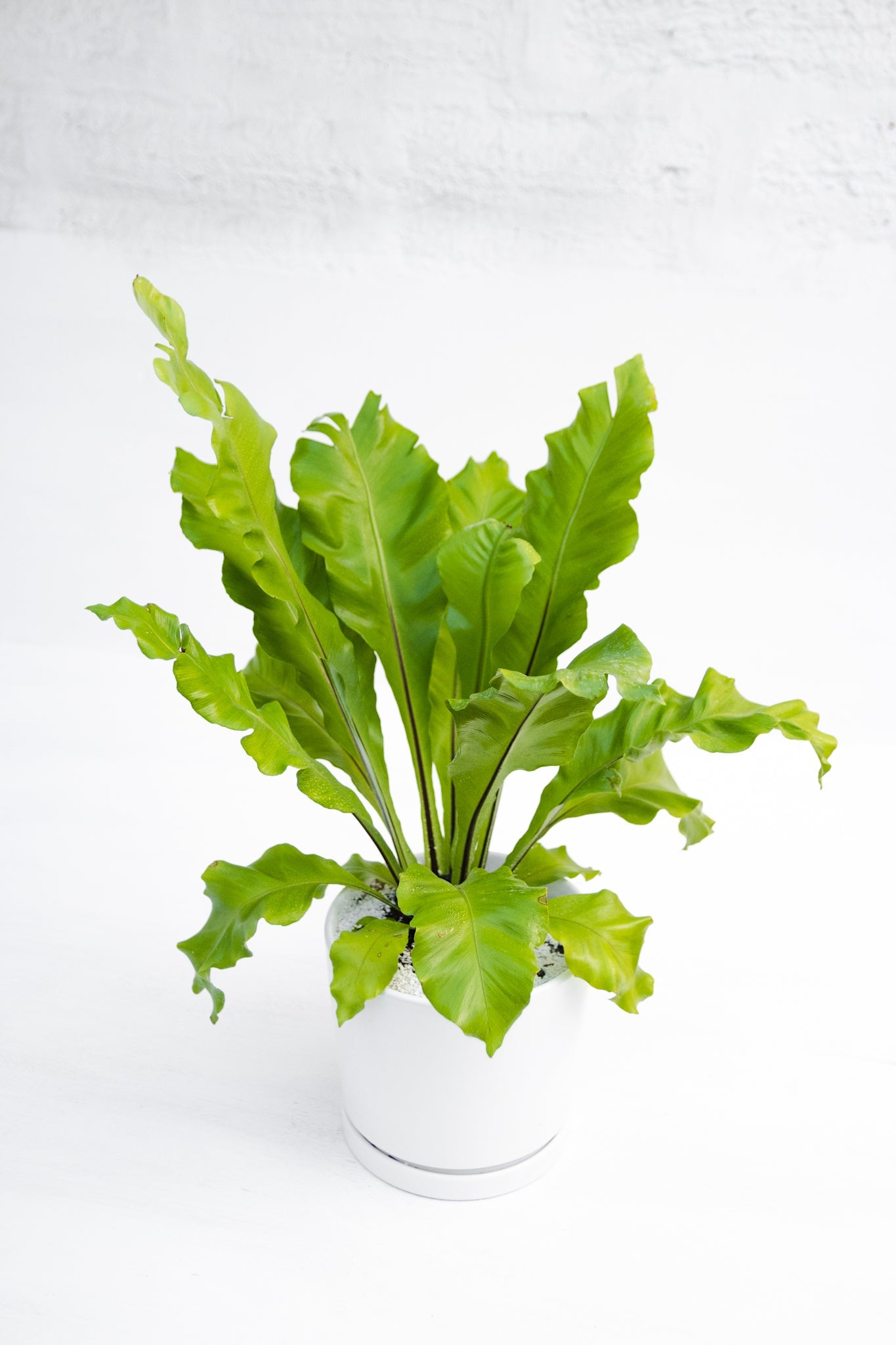 Helecho Asplenium