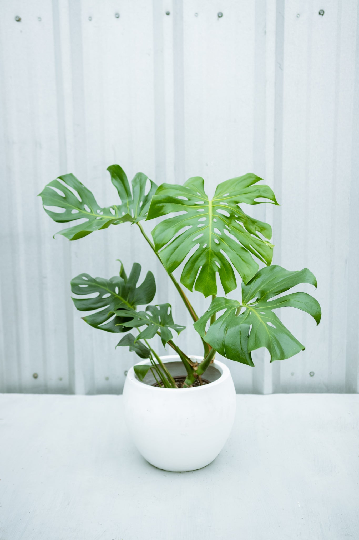 Monstera Deliciosa - Recomendaciones, Cuidados, Beneficios, Comprar.